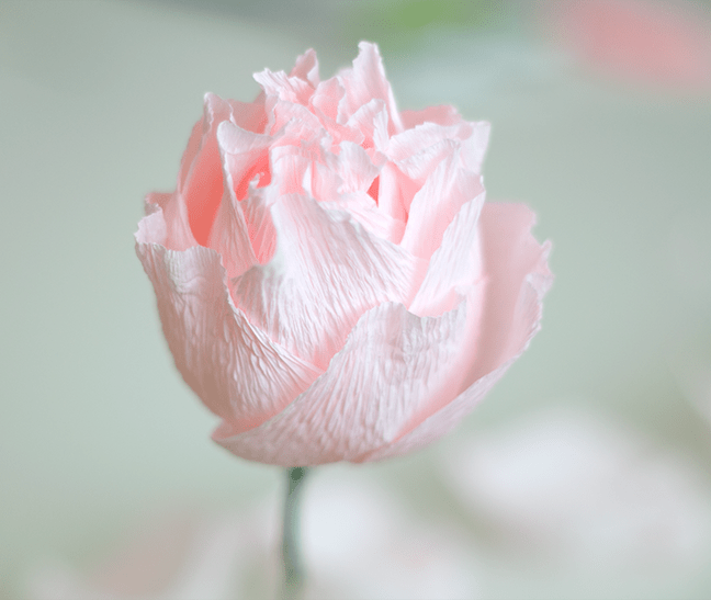Paper Peony Tutorial - Ash and Crafts