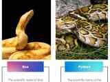 Boa Vs Python Difference And Comparison