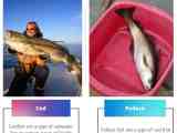 Cod Vs Pollock Difference And Comparison