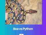 Boa Vs Python Difference And Comparison