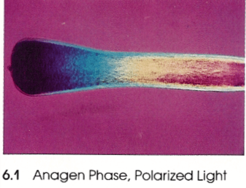 Understanding the 3 phases of hair - AskMags.com