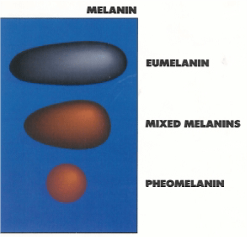 Eumelanin & Pheomelanins- The Types of Pigments In Hair - AskMags.com