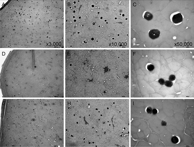 Melanocytes, Melanin, Pigment Granules - AskMags.com