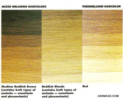 Color Theory- Mixed Melanins & Pheomelanins - AskMags.com