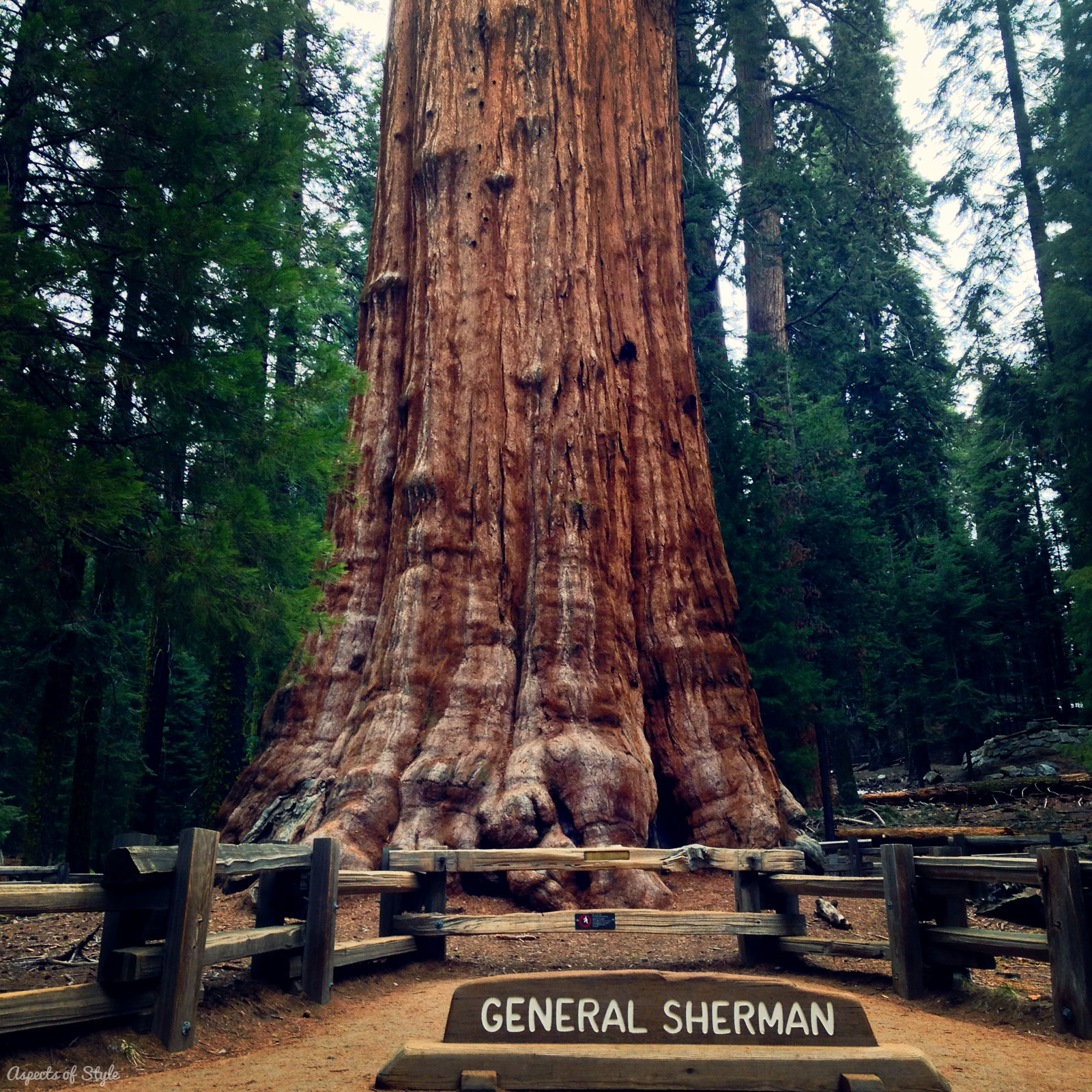 Visiting the Sequoia National Park (plus tips) - Aspects Of Style