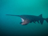 Paddlefish A Comprehensive Species Guide Wired2fish