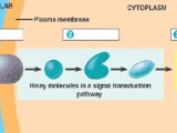 Communication And Cell Signalling Assignment Point