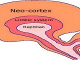 Neocortex Assignment Point