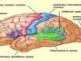 Visual Cortex Assignment Point
