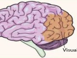 Visual Cortex Assignment Point