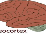 Neocortex Assignment Point
