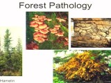Forest Pathology Assignment Point