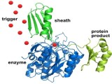 Protein Purification Assignment Point