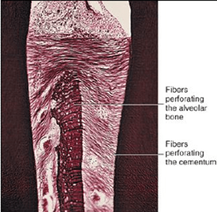 The Periodontal Ligament-A Link between the Cementum and Alveolar Bone ...