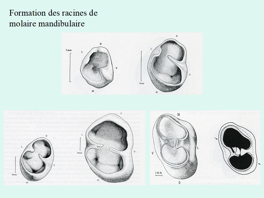 Tooth Root Formation - Athenaeum Scientific Publishers
