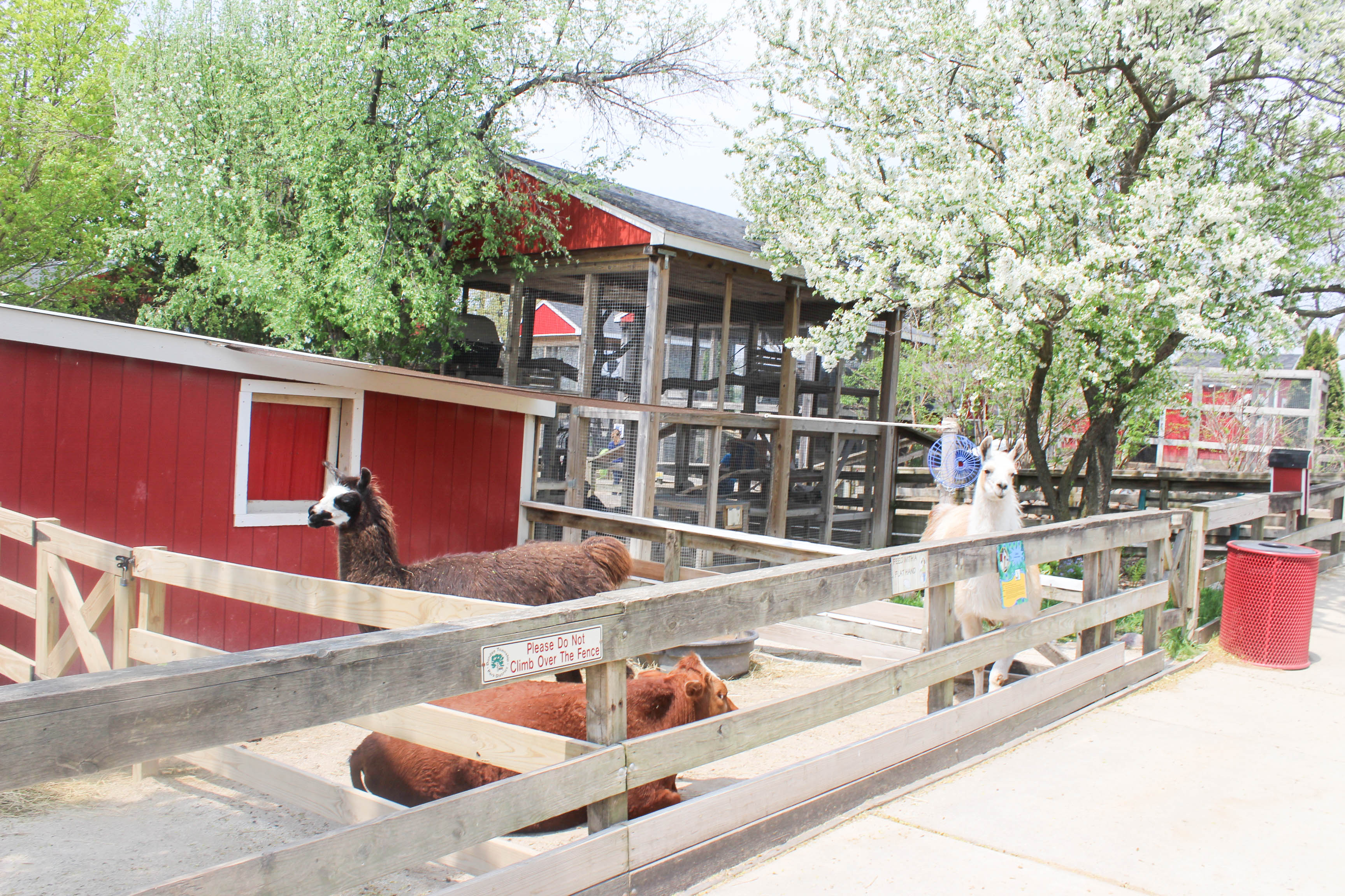 Field Trip - Animal Farms and Petting Zoos Never Get Old – At Home With Zan