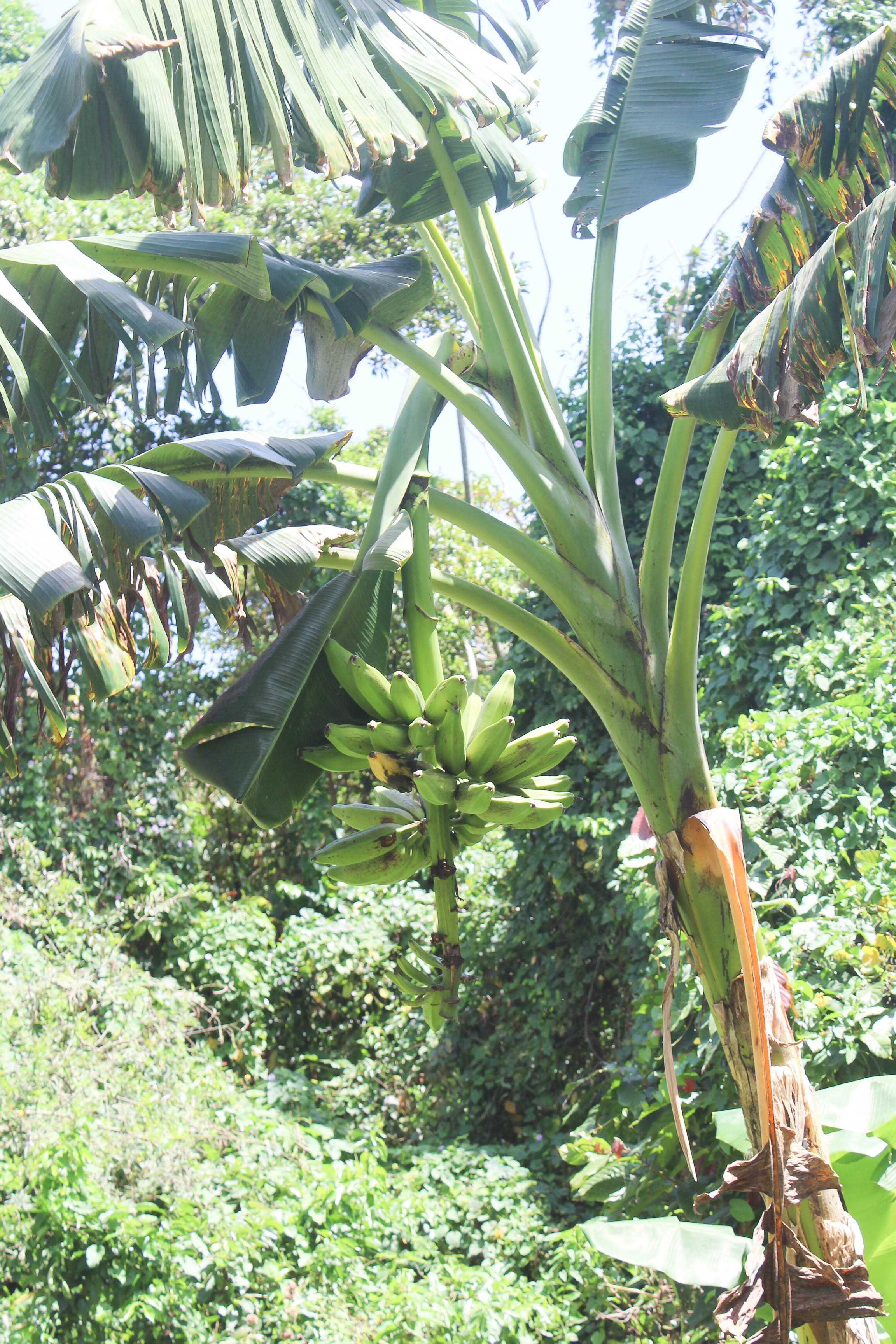 Trip to the Caribbean - Island of Grenada – AHWZ