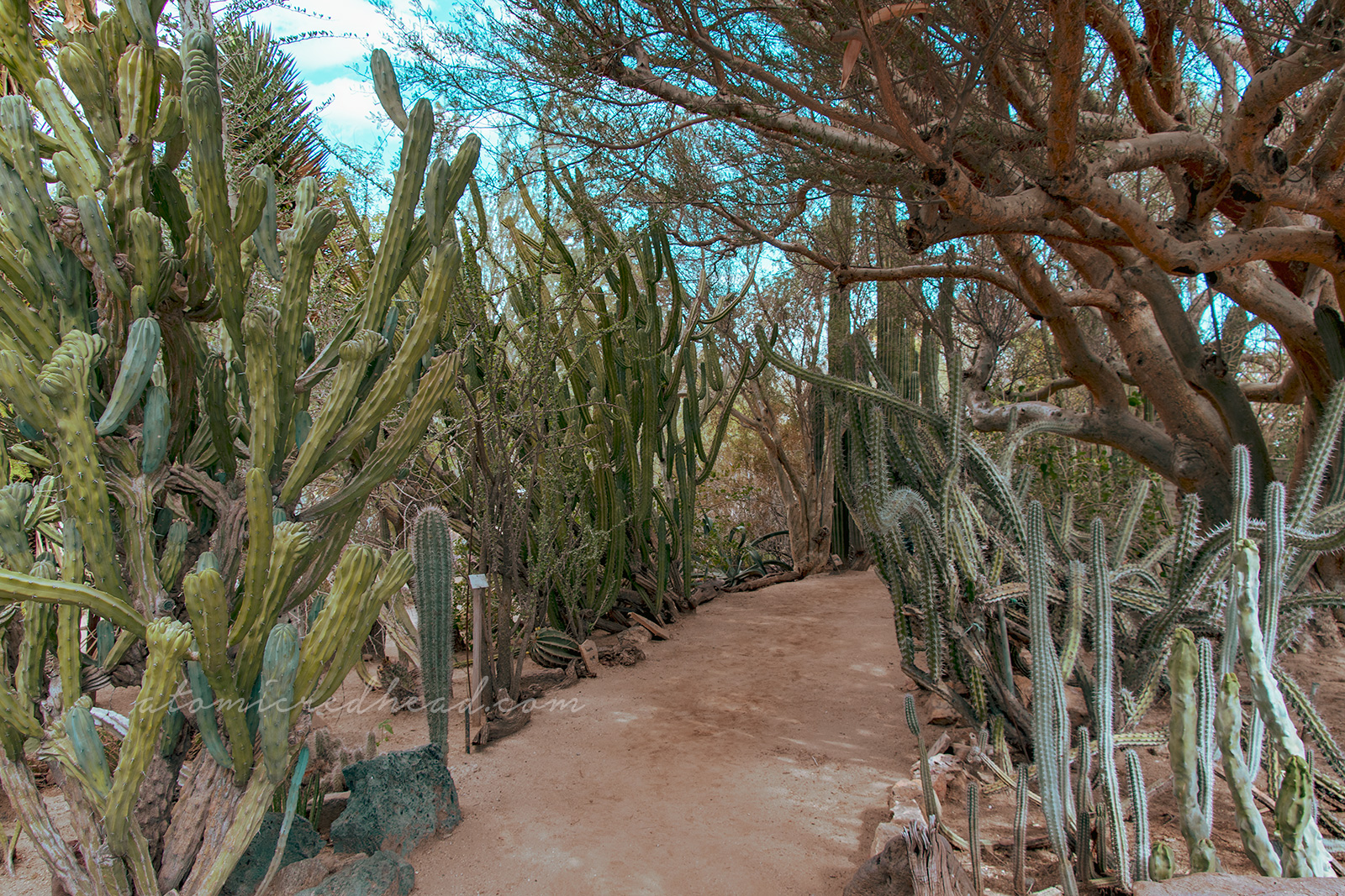 Exploring the Desert Wonderland of Moorten Botanical Garden | Atomic ...