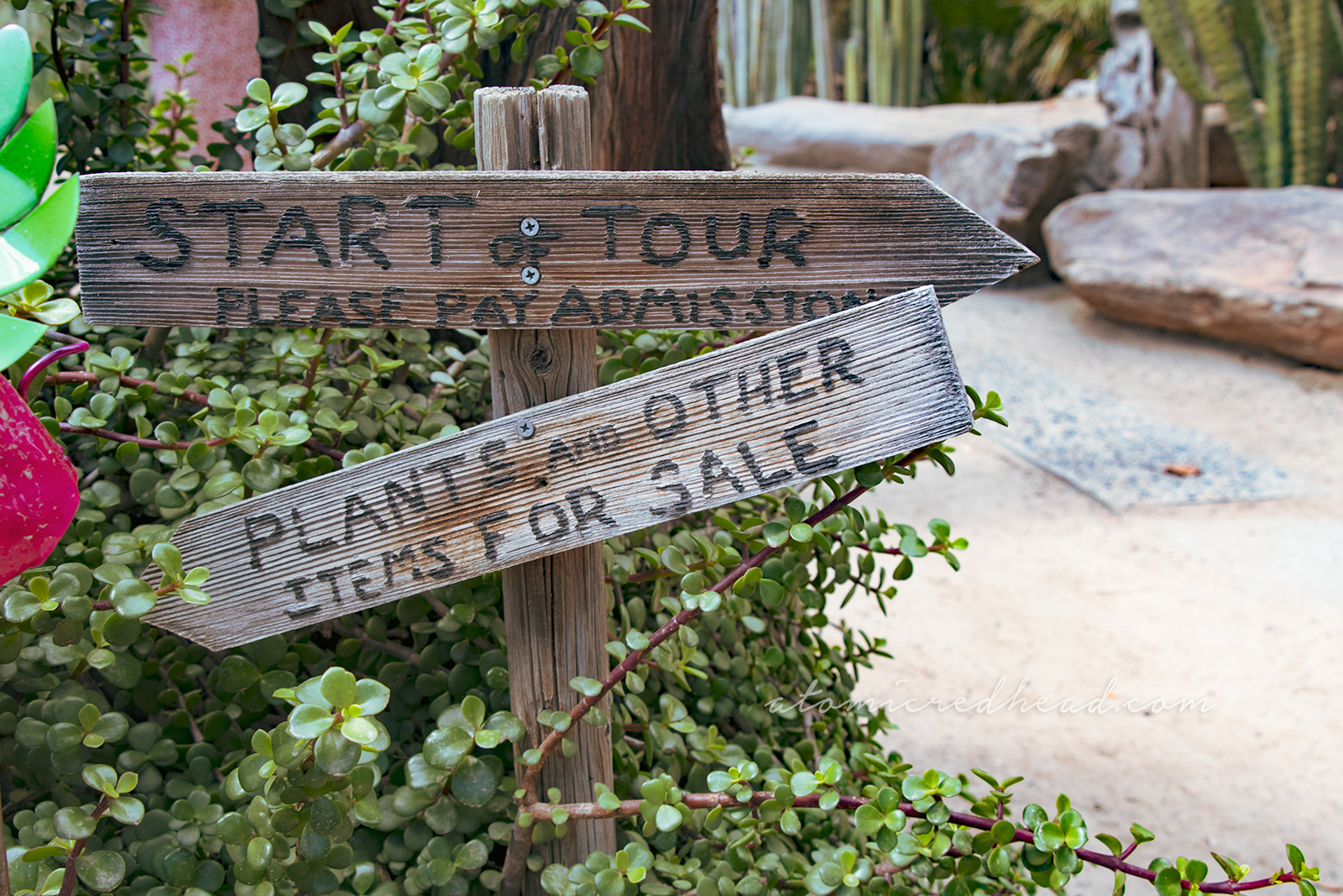 Exploring the Desert Wonderland of Moorten Botanical Garden | Atomic ...