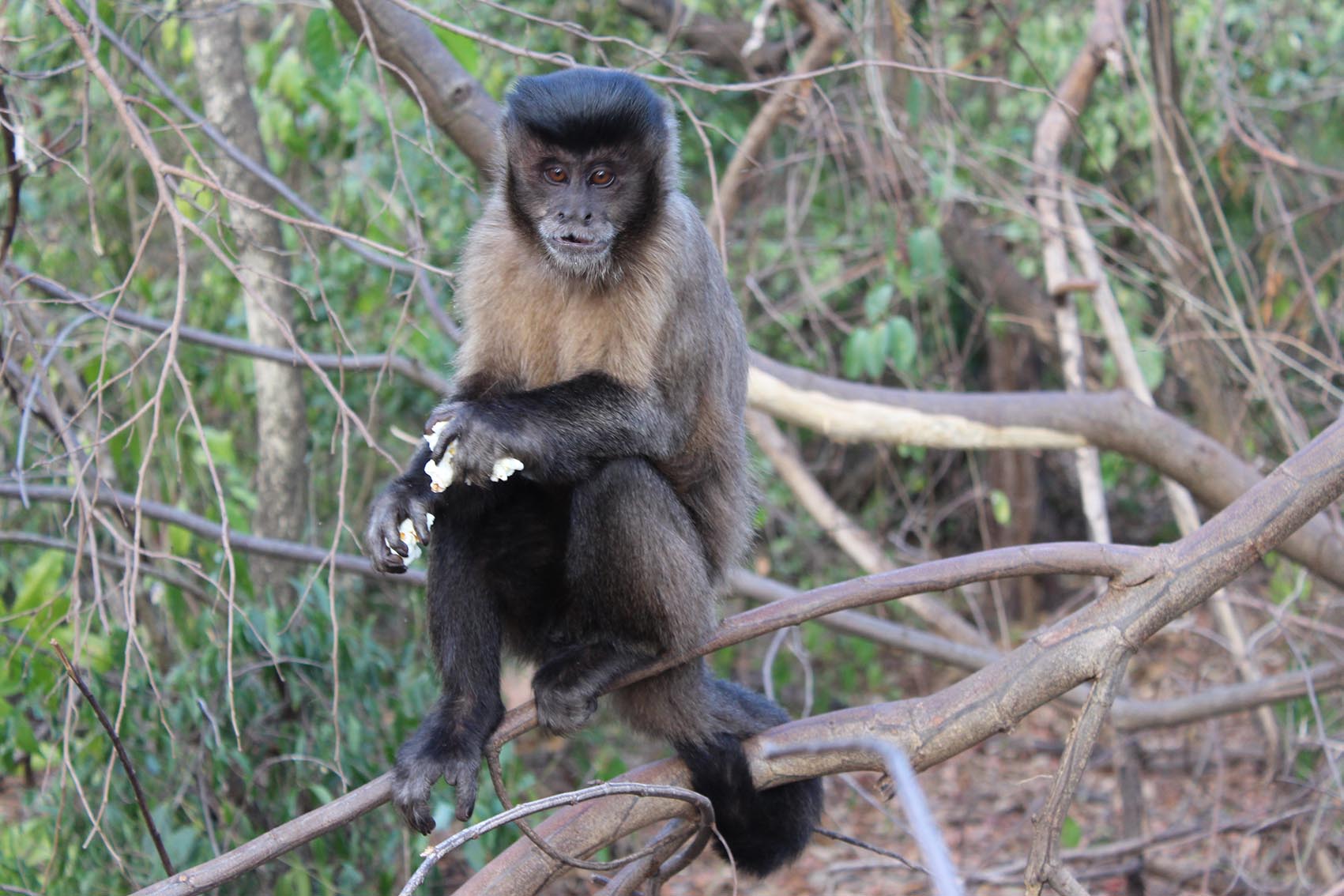 Macacos-prego: como uma simples pedra se transforma em ferramenta ...