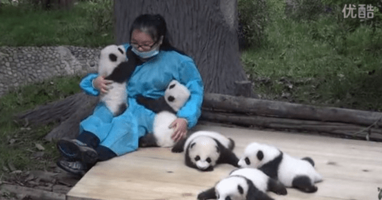 Hugging Baby Pandas As Best Job In The World: Gets Paid at $32,000 ...