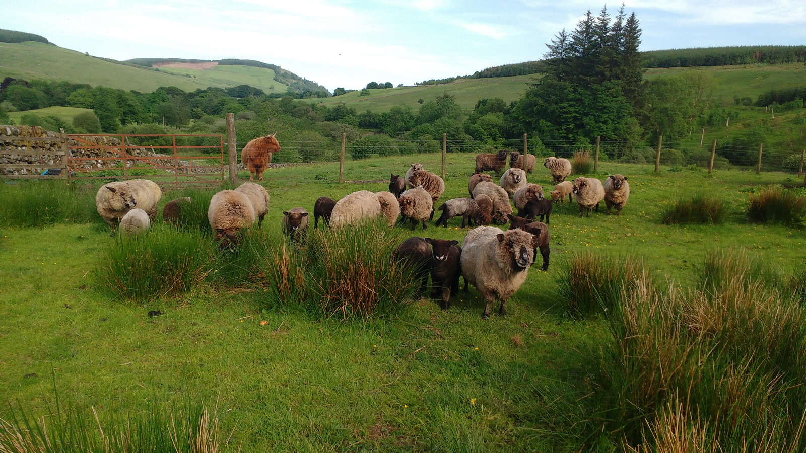 Stock For Sale - Auchenstroan Wool