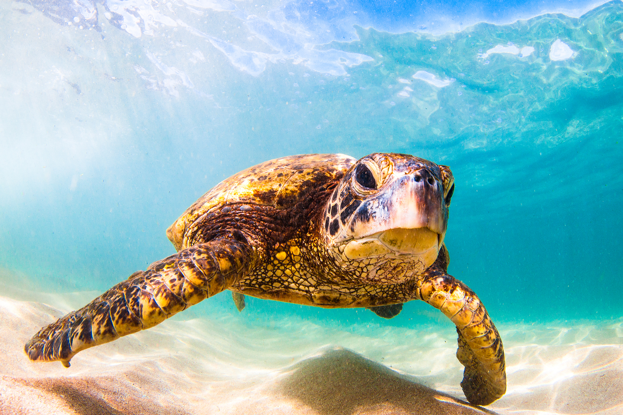 Meet the Sea Turtle – auribuzz