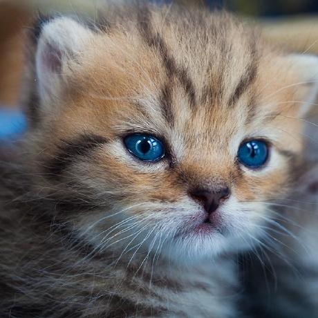 Onlythiagoad Thiago Github