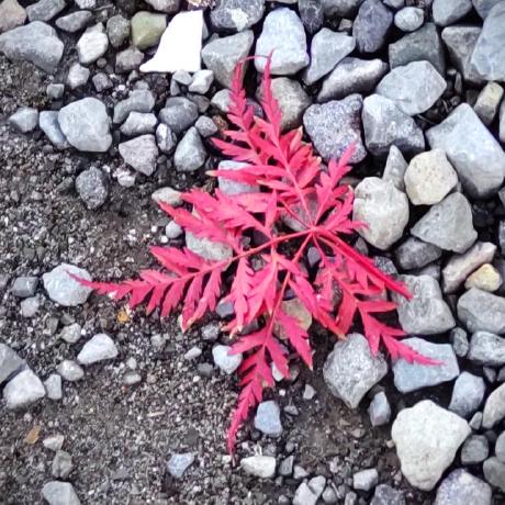 Yckimura Kimura Yoichi Github