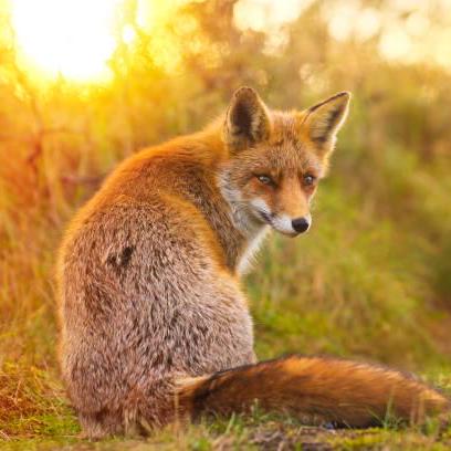 Rmt 23 Warsaw Fox Github