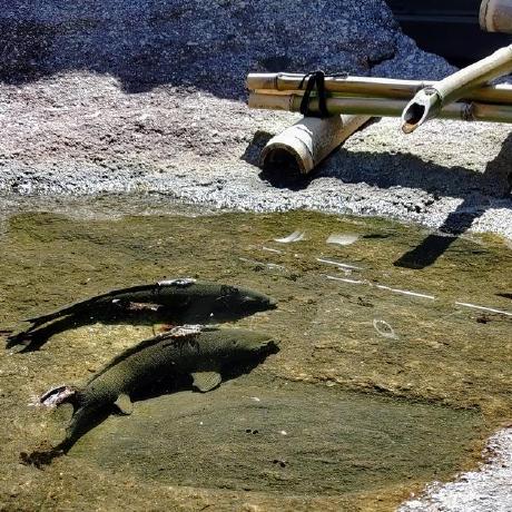 Kokilee Koki Tsukimoto Github