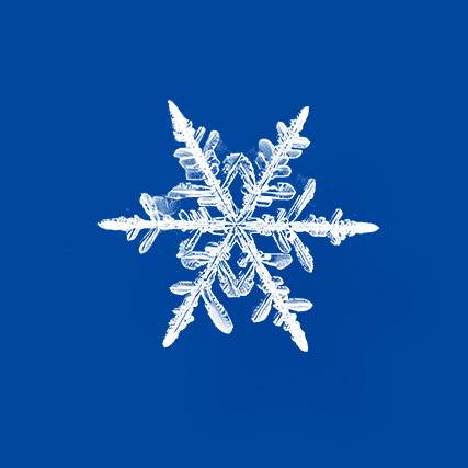 Xdongg Alex Guo Github