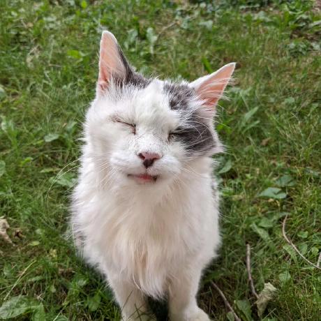 Built By Otters Github