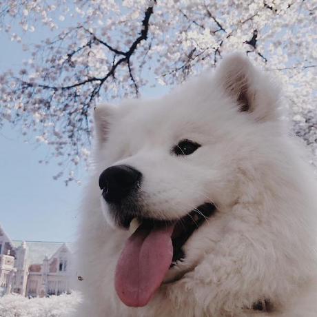 Vincenttran Msft Github