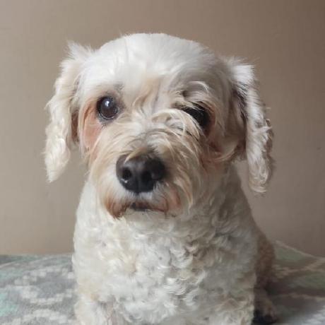 Lukitachan Lukitachan Github