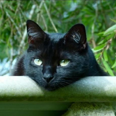 Misi0202 Black Cat Github