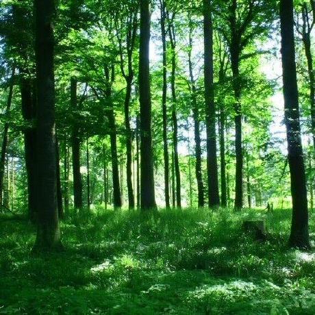 Forestframe Forest Frame Github