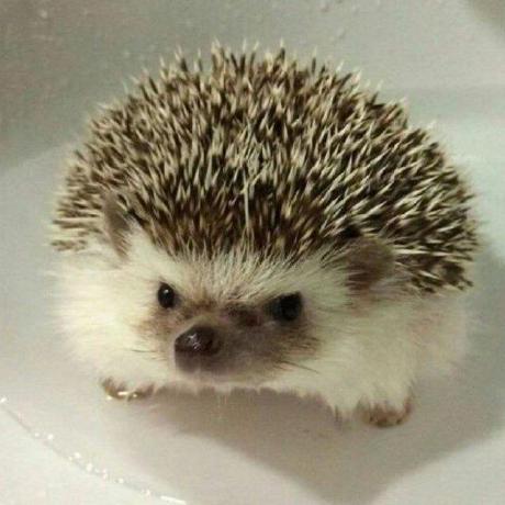 Trojan Kun Shkuratok M Github