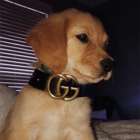 Adelinx Adelin Github