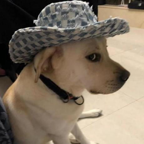 Walterke1001 Walter Github