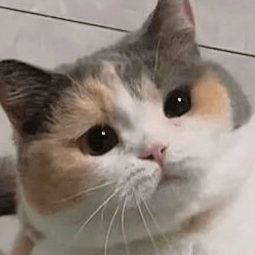 Brendanlai01 Brendan Github