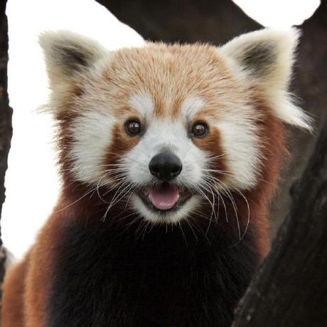 Pdc Repository Github