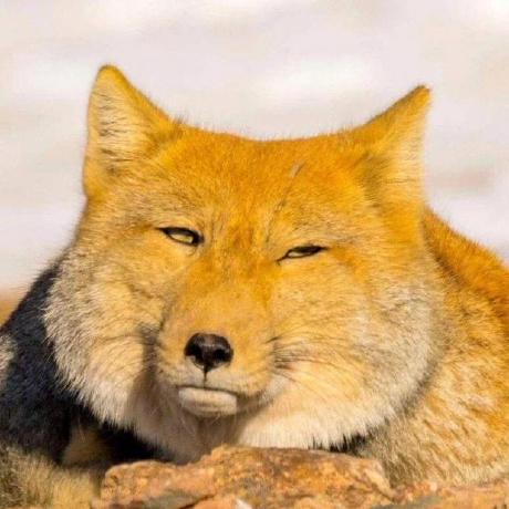 Ryugq 劉 冠群 Github