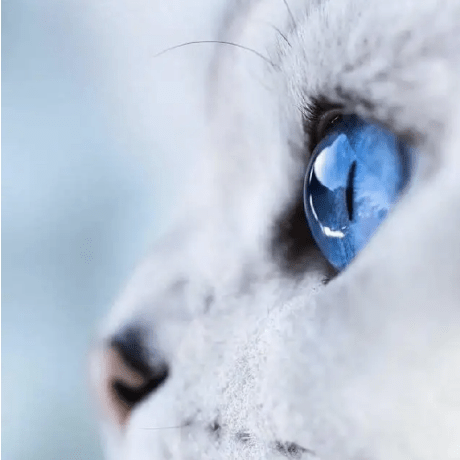 Wide Wide Wide Wide Github