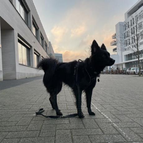 Sergiosrcode Sergio Github