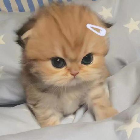 Katyakobari Katya Kobari Github