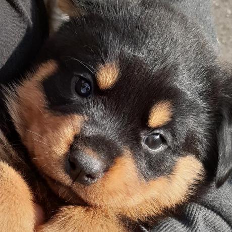 Github Yagizulasoglu React Dogfinder - Space Photos - Gorgeous Desktop Collection