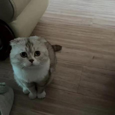 Fscdc Sicheng Feng Github