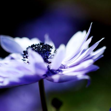 Mori Oh Morioh Github