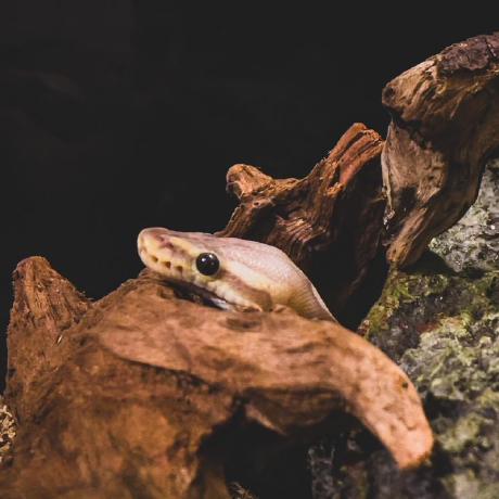 Elice 02 Study 01 Algorithm Github